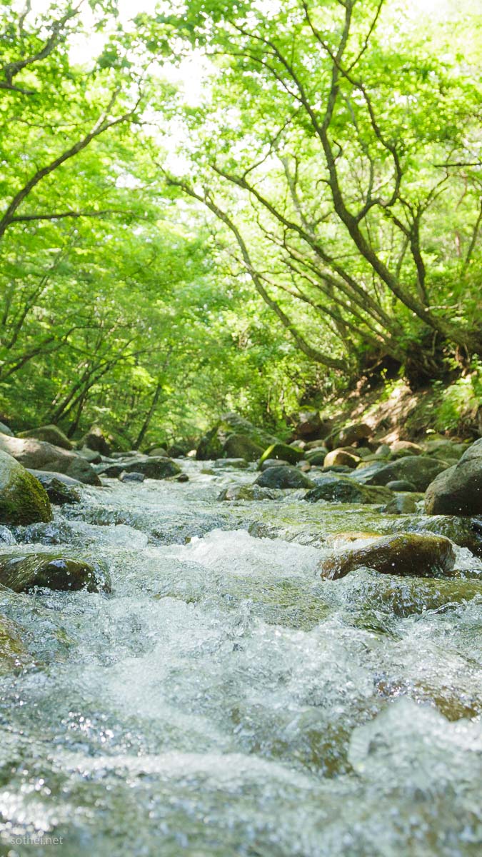 日本語 | TANE blog